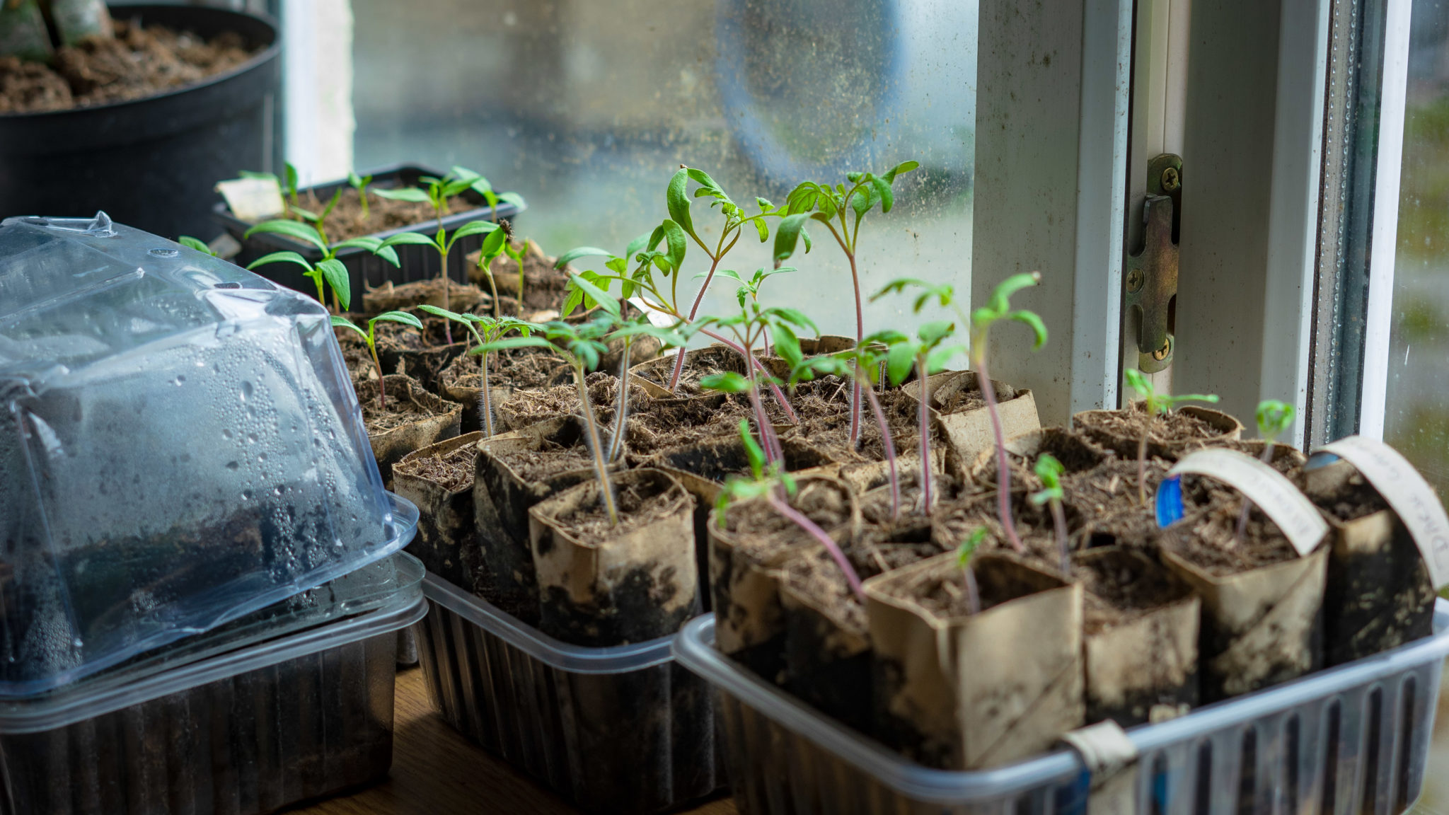 Your guide to growing organically at home - Better Food