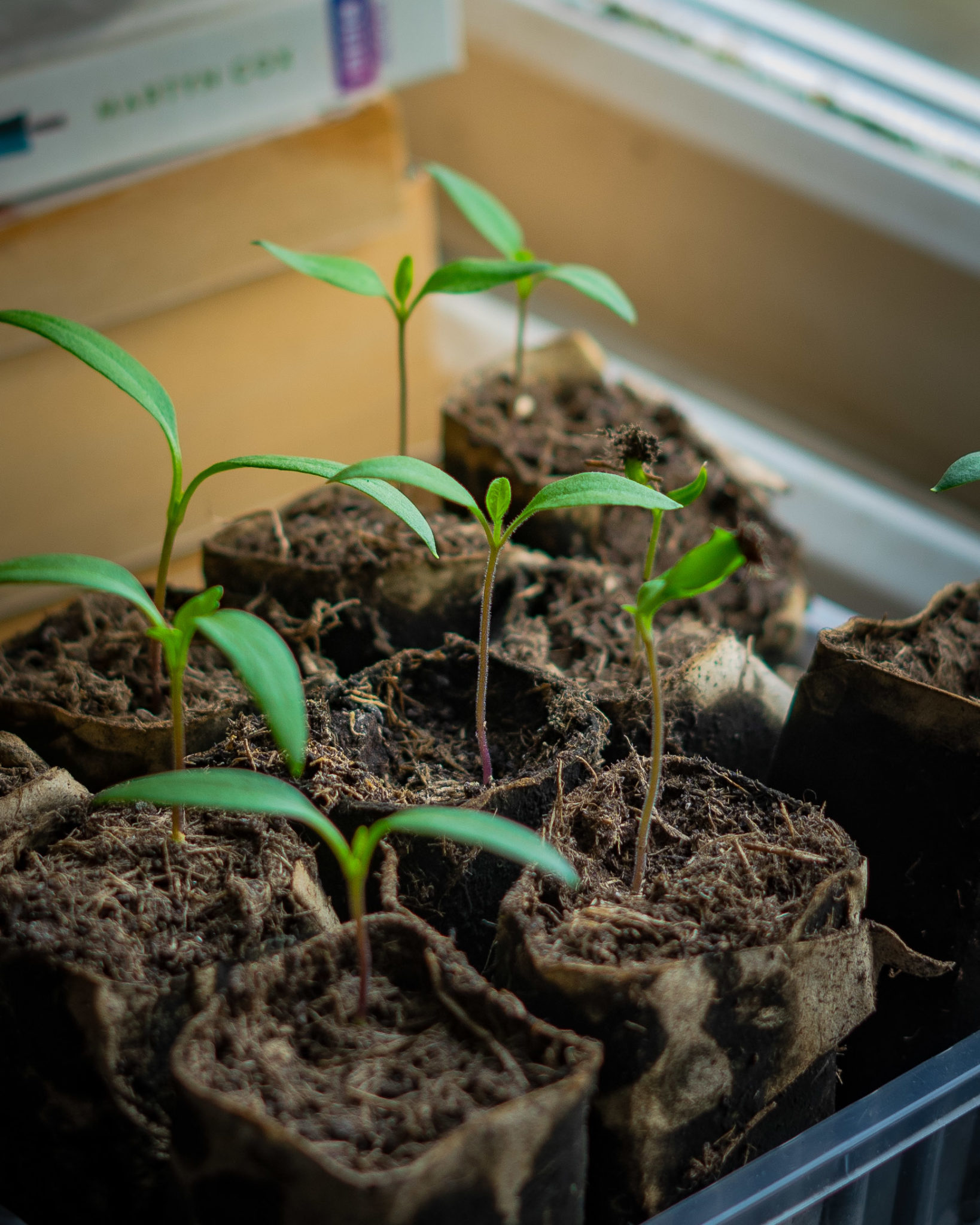 Your guide to growing organically at home - Better Food