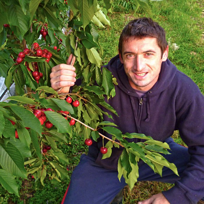 A new season of local apples - Better Food